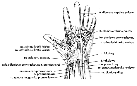 Pobieranie krwi do badań u noworodków - Procedury - Praktyka kliniczna ...